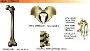 Vücudumuzda Bulunan Kemik Çeşitleri | Melekler Mekanı